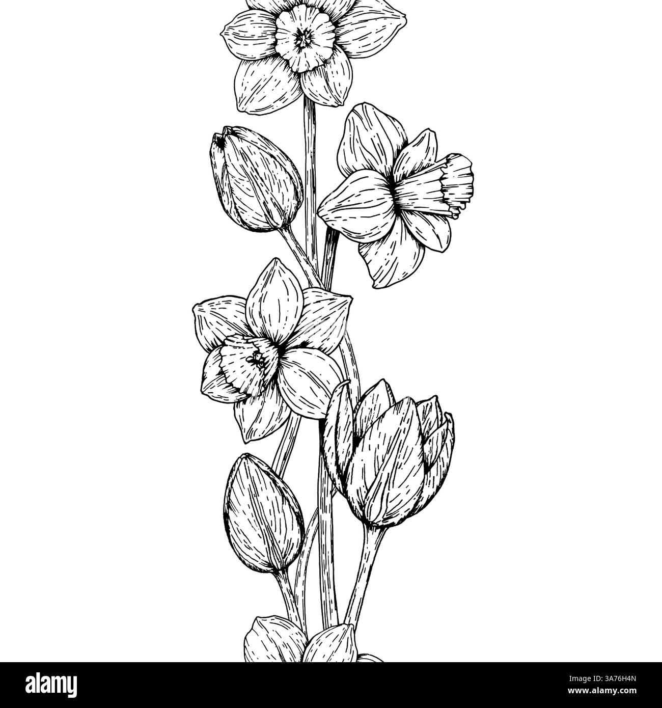 Herbaceous border garden Cut Out Stock Images & Pictures - Alamy