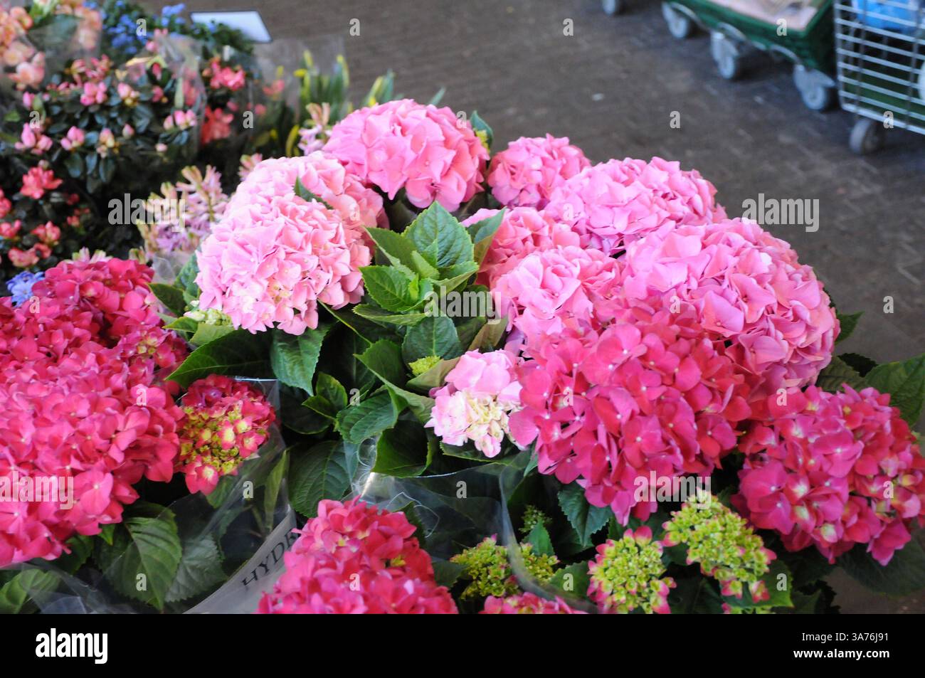 Copenhagen/ Denmark/26 MARCH 2025/HydrangeaS flowersbouquets in capital ...