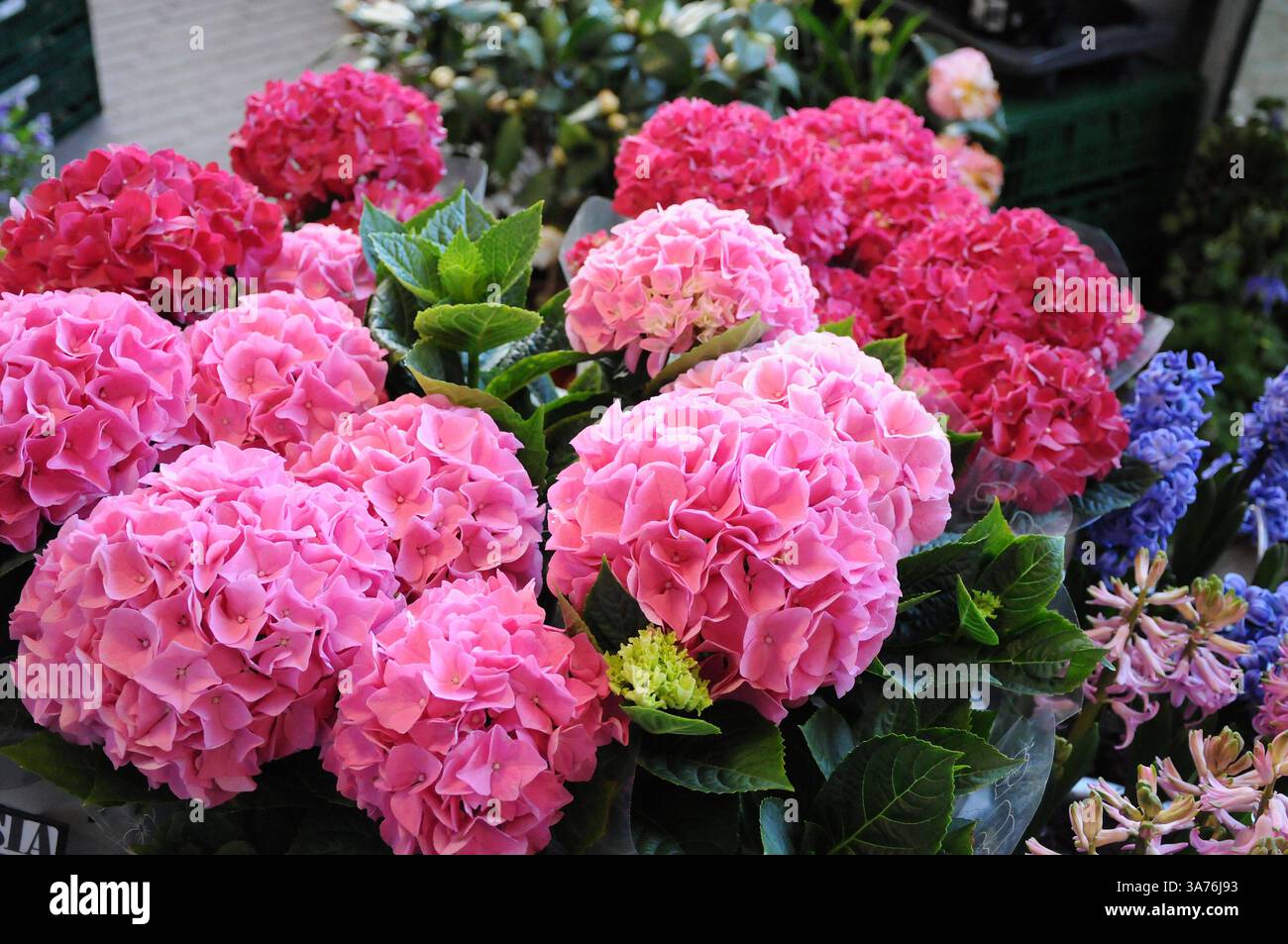 Copenhagen/ Denmark/26 MARCH 2025/HydrangeaS flowersbouquets in capital ...