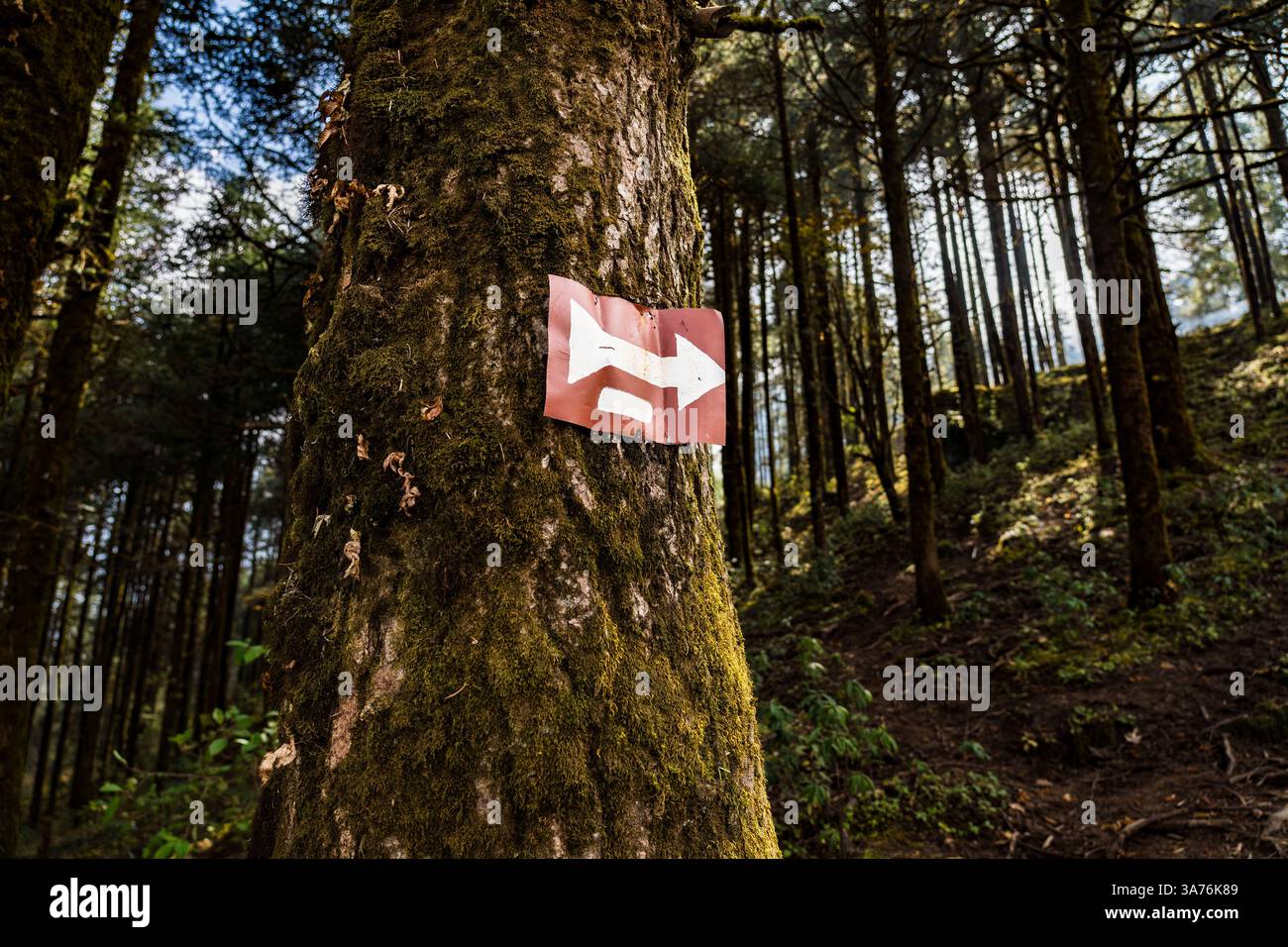 Forest Trail with Directional Sign green jungle trekking landscape ...