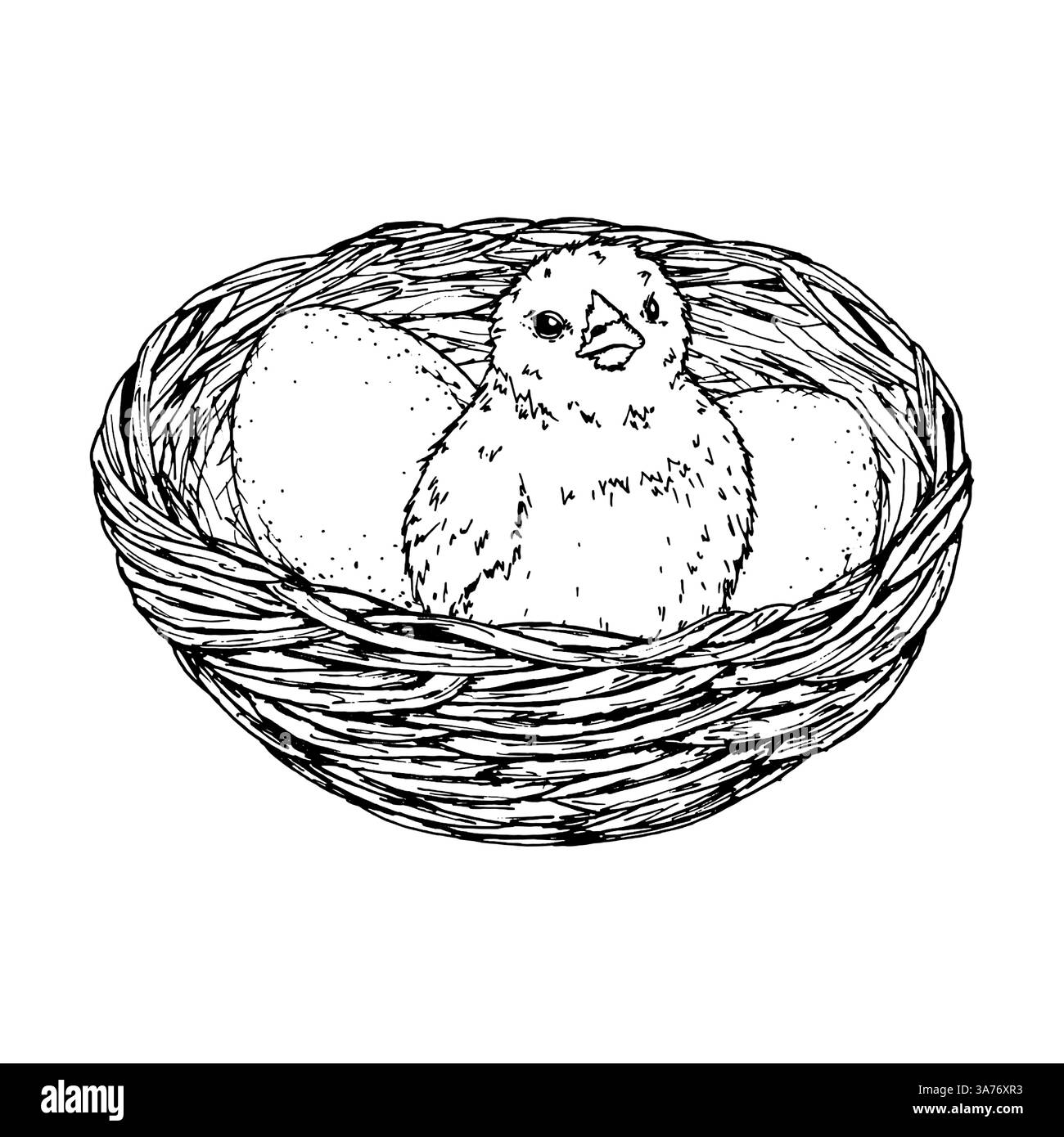 Hand drawn illustration of a fluffy chick sitting in a nest with eggs ...