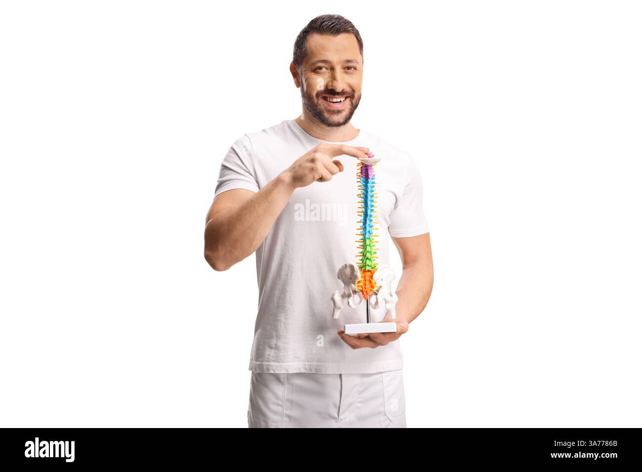 Chiropractor holding a spine model isolated on white background Stock ...