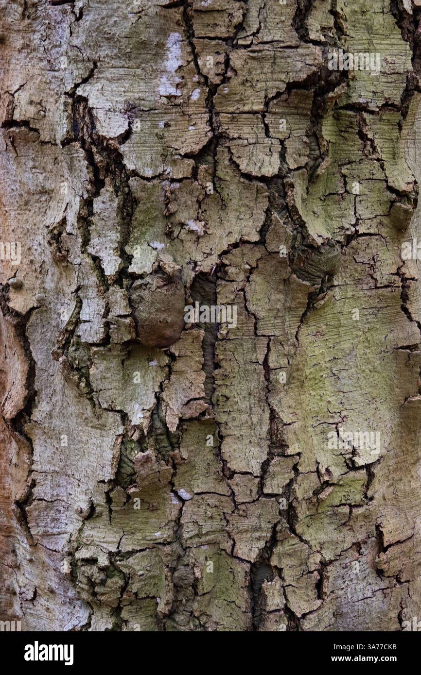 Beech Bark Disease, caused by an insect and a fungus Stock Photo - Alamy
