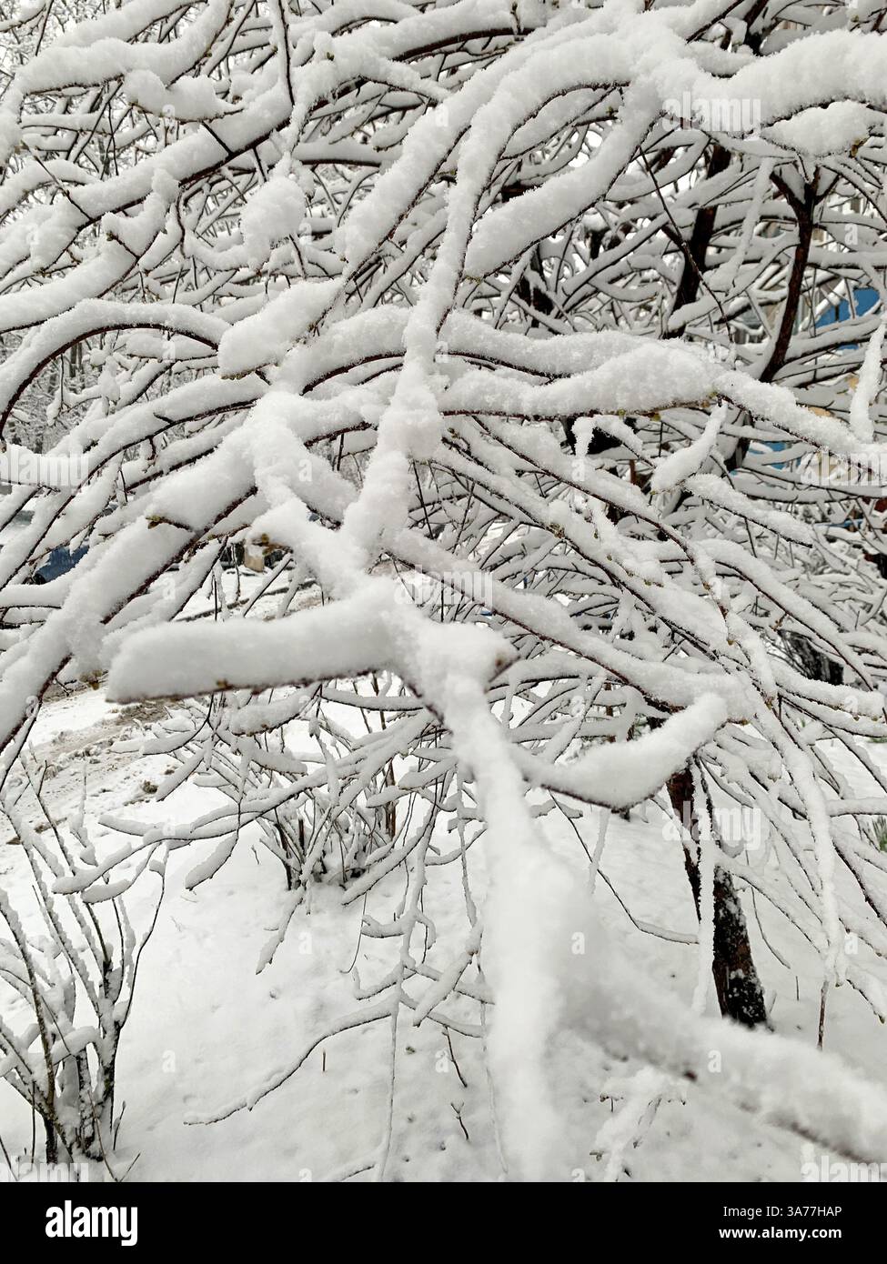 Snow-covered branches of urban trees after a heavy snowfall Stock Photo ...
