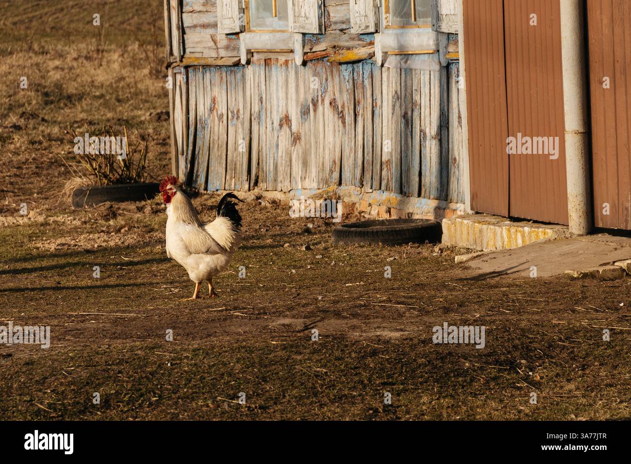 Chicken, Full body of brown chicken hen standing isolated white ...