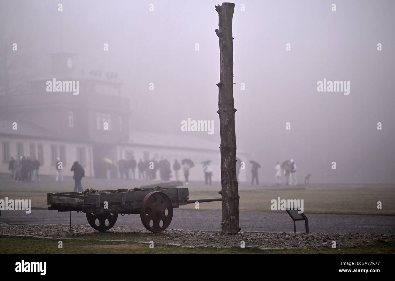PRODUCTION - 26 March 2025, Thuringia, Weimar: The replica of a tree ...