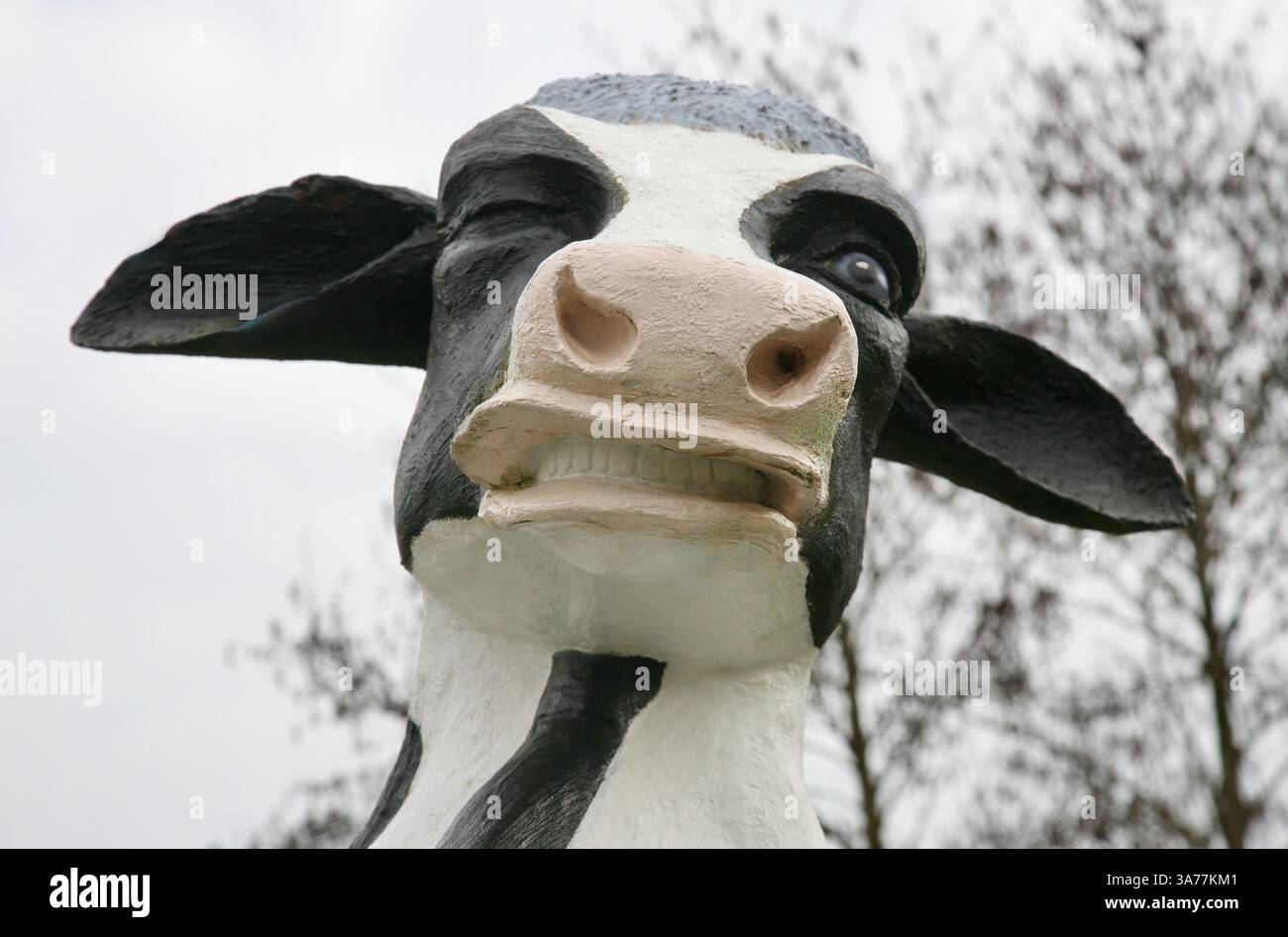 An angry looking cow Stock Photo - Alamy