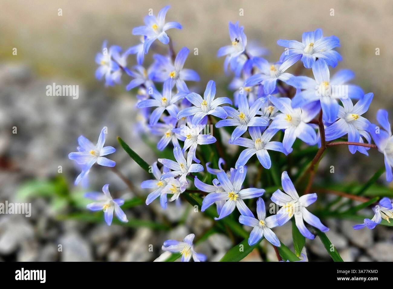 Wadern Themenfoto: Natur, Fruehling, Fruehjahr, Blumen, Blueten, 25.03. ...