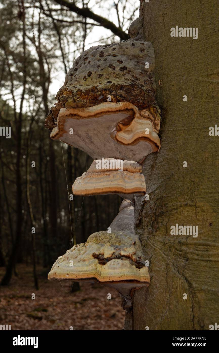 Three Tinder fungi, Fomes fomentarius, in various forms, growing on a ...