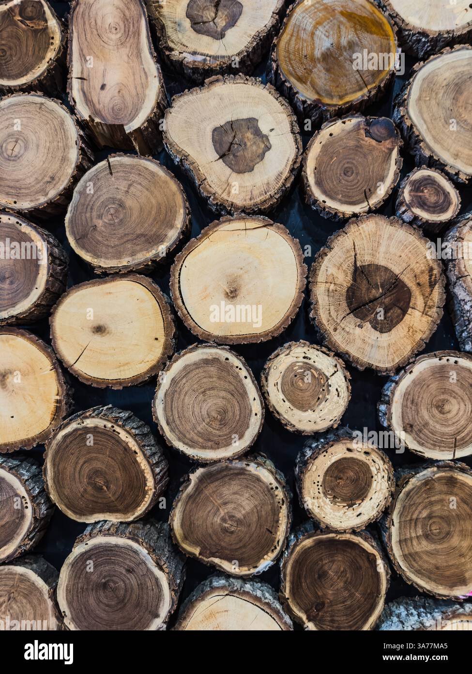 Scrub oak, aka gambel oak, quercus gambelli, cut and stacked for ...