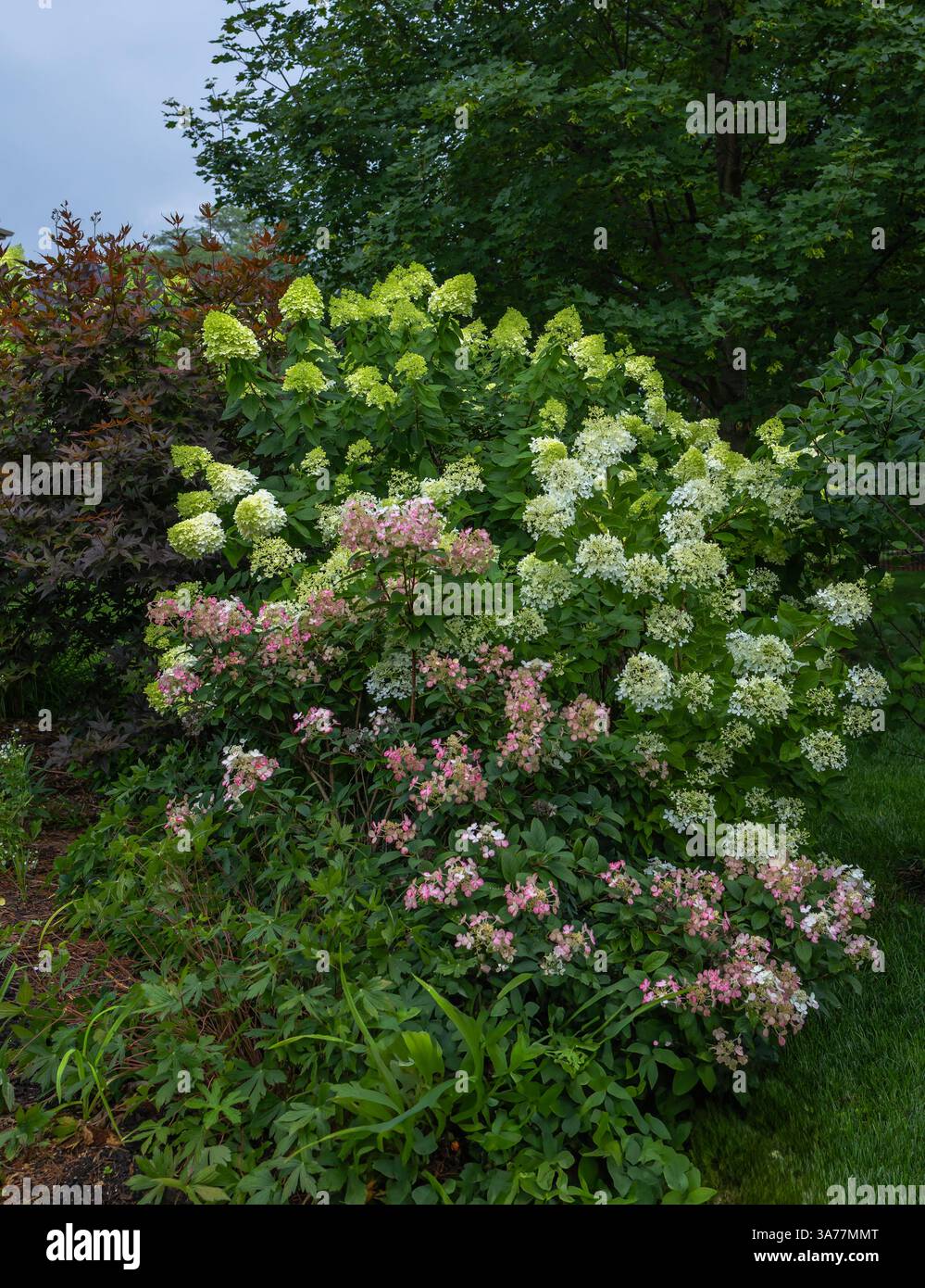 Beautiful limelight hydrangea bushes and Quick fire hydrangeas in full ...