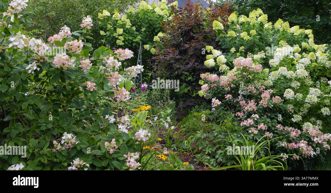 Beautiful limelight hydrangea bushes and Quick fire hydrangeas in full ...