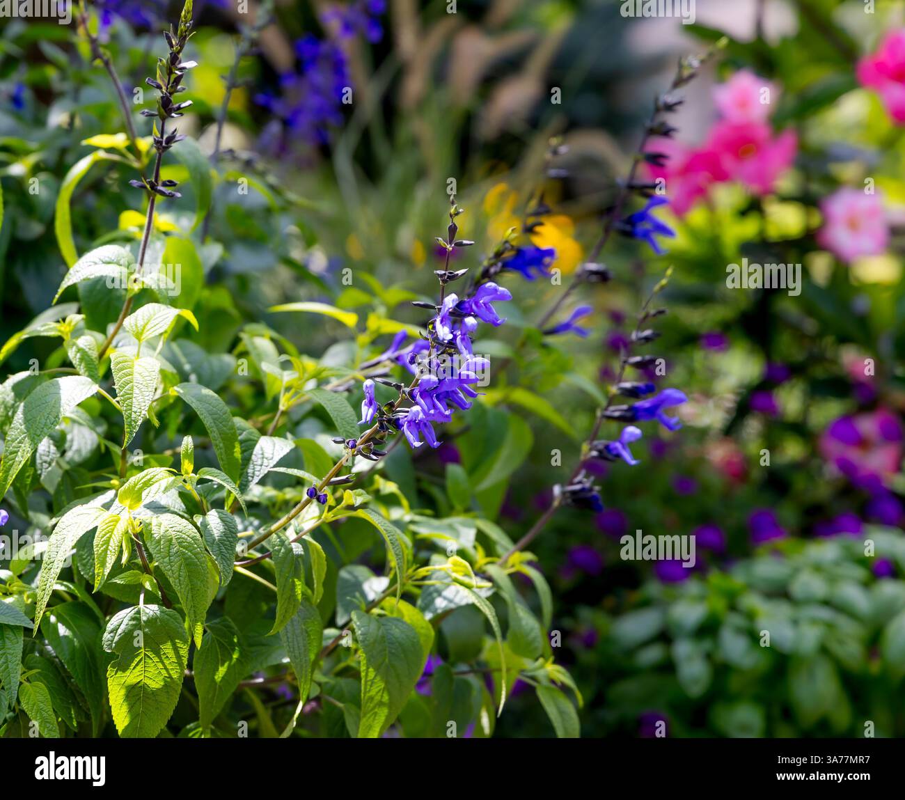 Macro of Aromatic and Showy Salvia guaranitica , Black and Bloom, Black ...