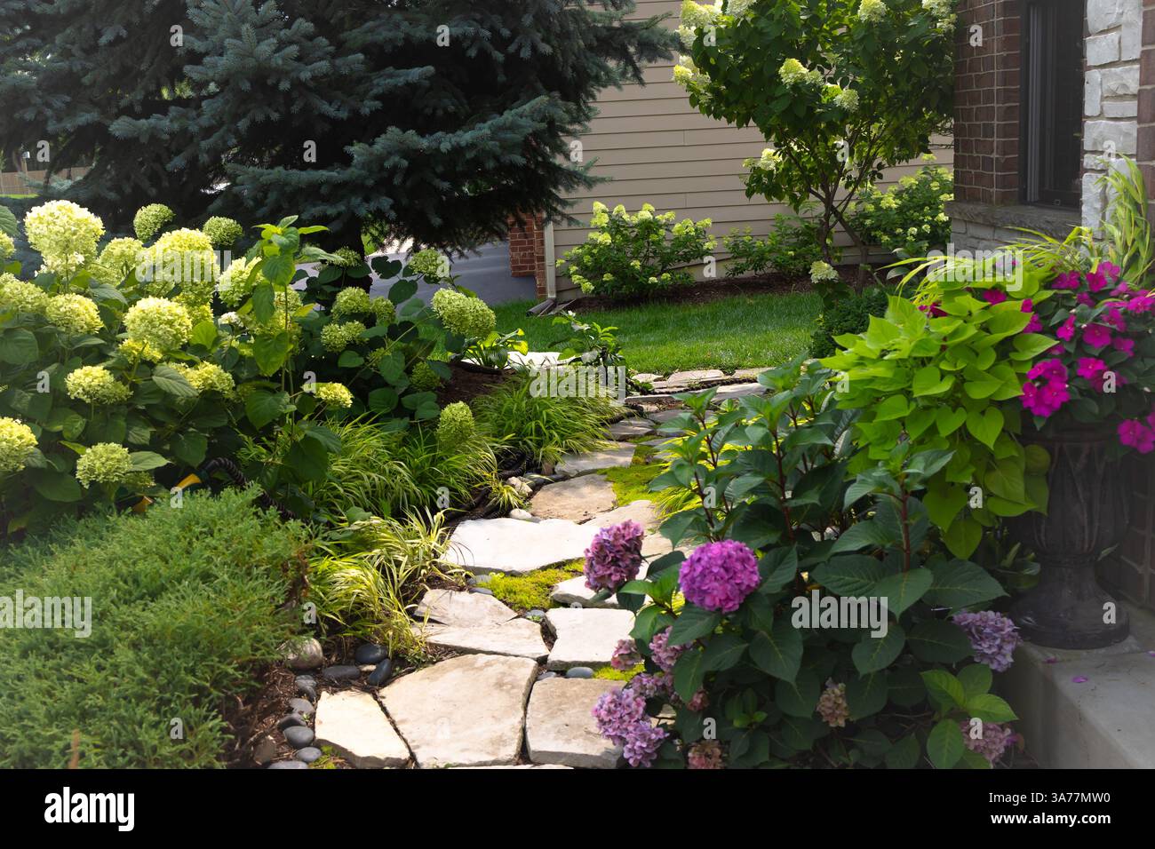Hortensia incrediball hi-res stock photography and images - Alamy
