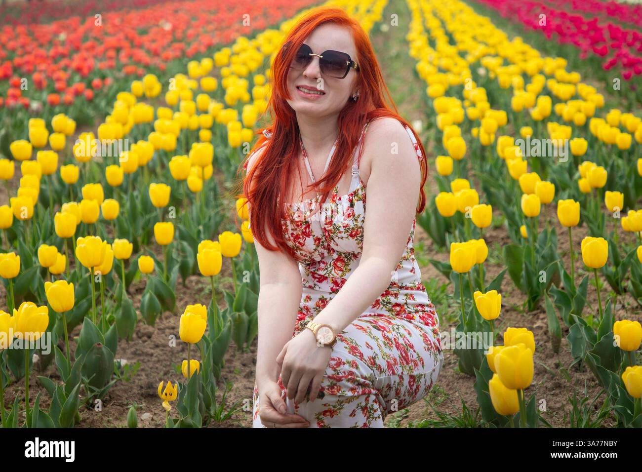 Indian tourist girl poses for a photo near the bloomed tulip flowers ...