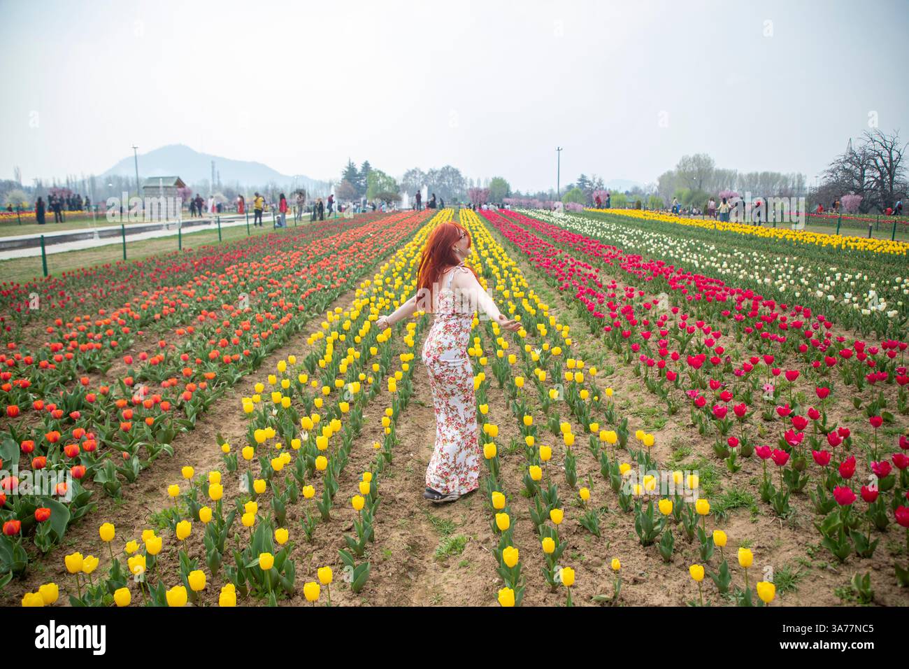 Indian tourist girl poses for a photo near the bloomed tulip flowers ...