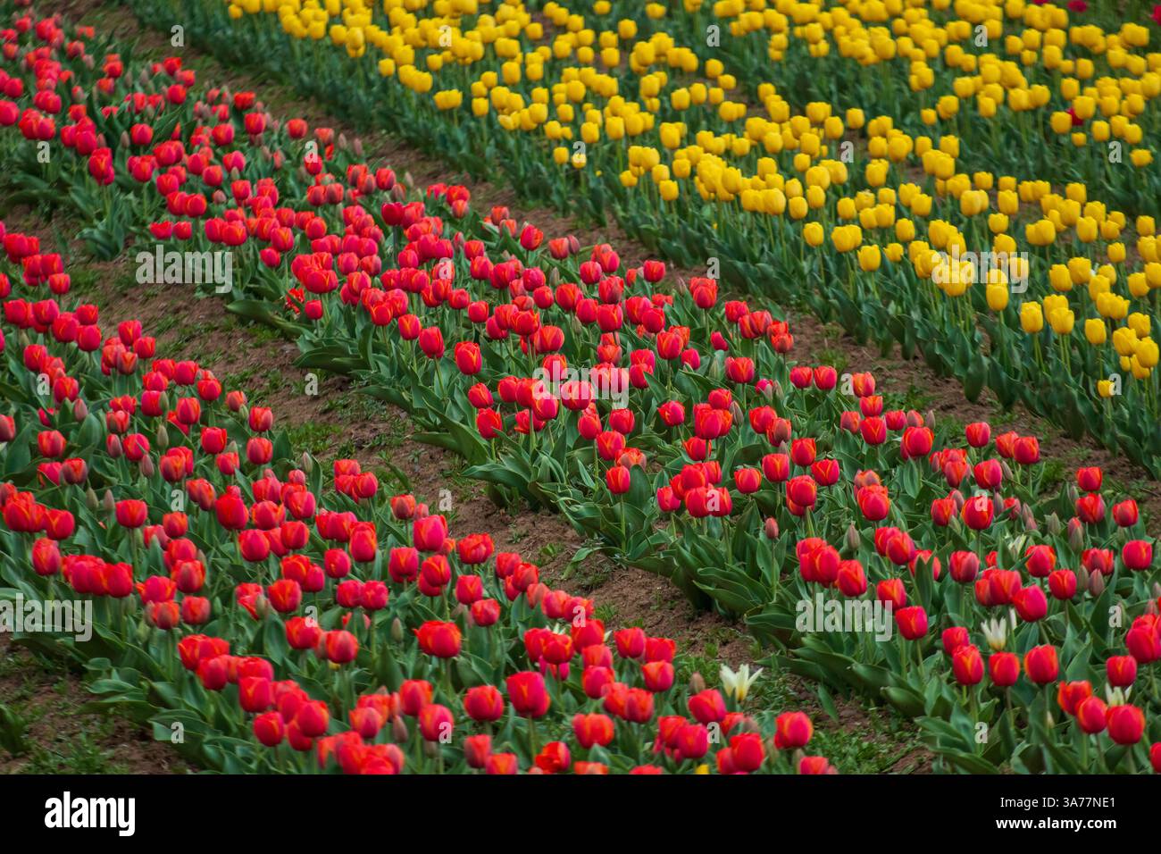 General view of bloomed tulip flowers inside Indira Gandhi Memorial ...