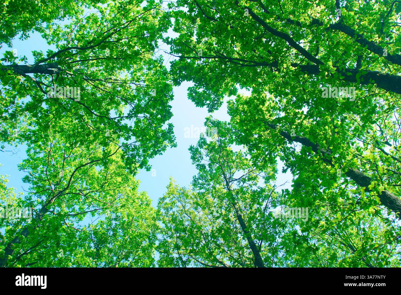 Mediterranean Oak Trees (Quercus pubescens) Canopy view on the Spring ...