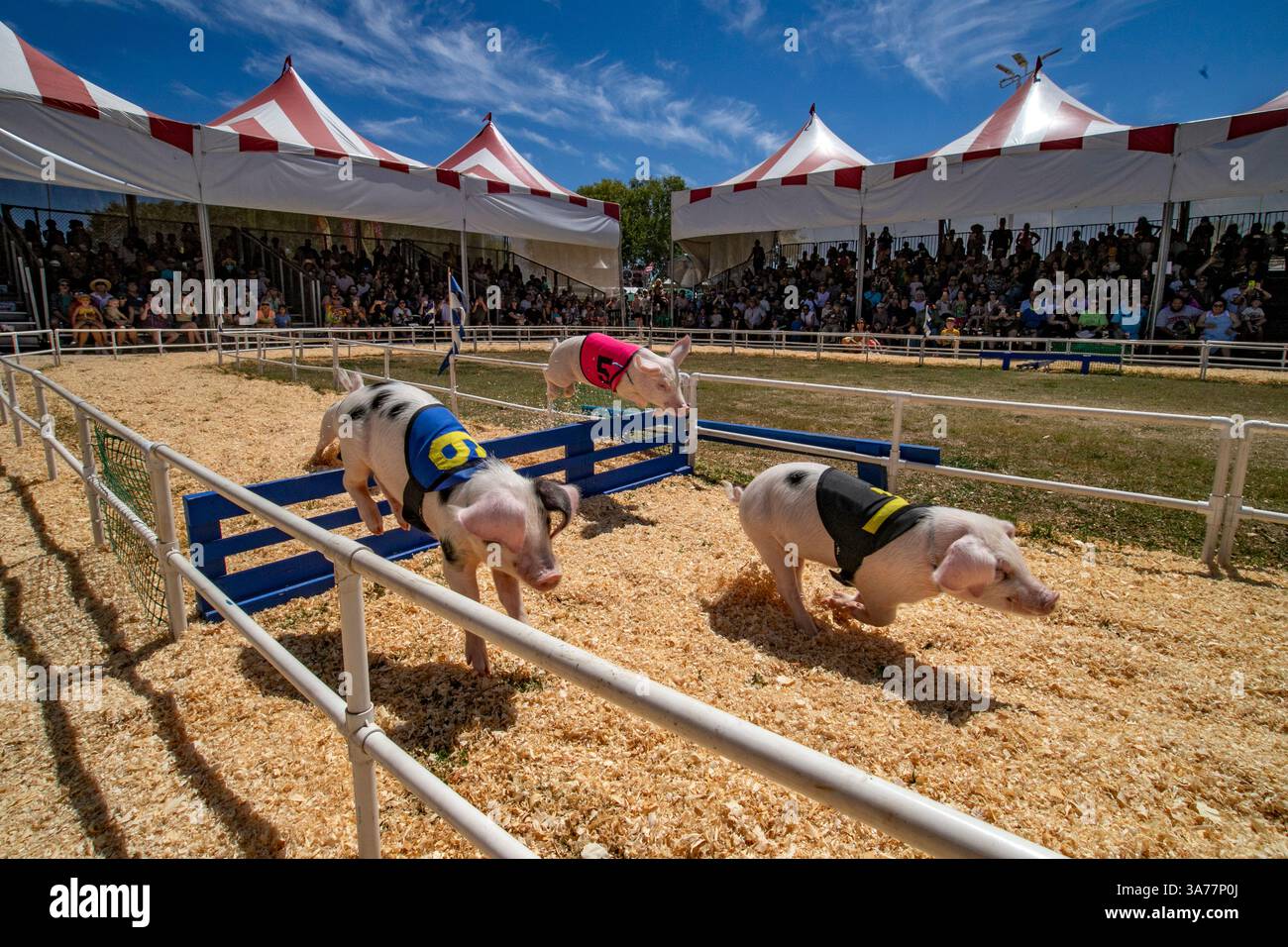 Pig racing hi-res stock photography and images - Alamy
