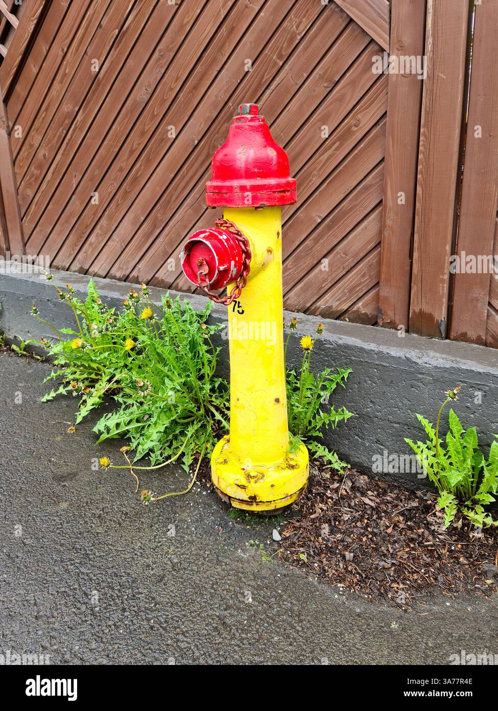 Iceland, Akureyri 22. June 2024, Yellow and red fire hydrant by a ...