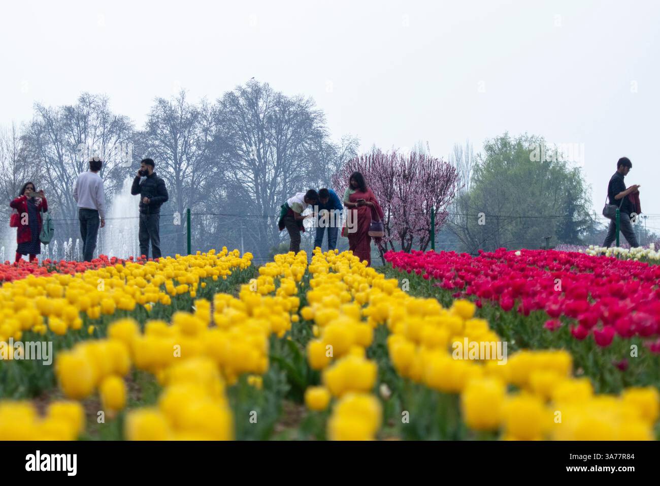 March 27, 2025, Srinagar, Jammu And Kashmir, India: Indian tourists are ...