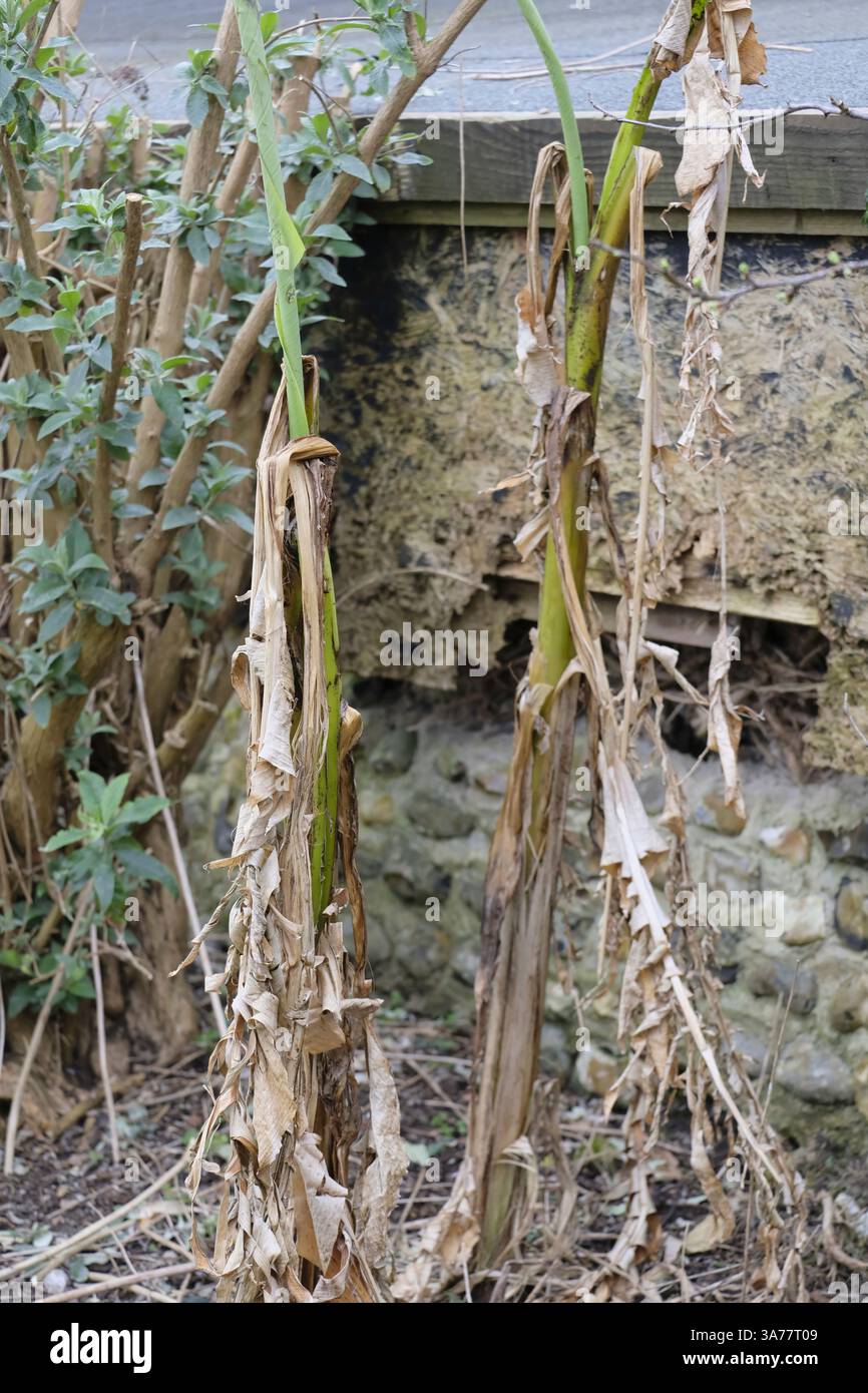 New growth on Banana trees in early Spring in an English garden Stock ...