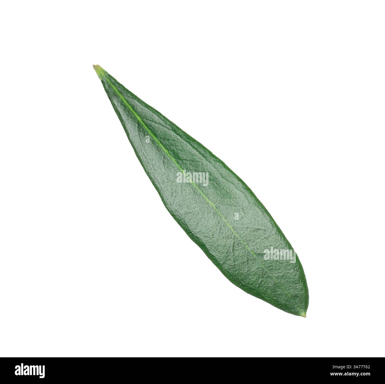 Fresh green olive leaf isolated on white Stock Photo - Alamy