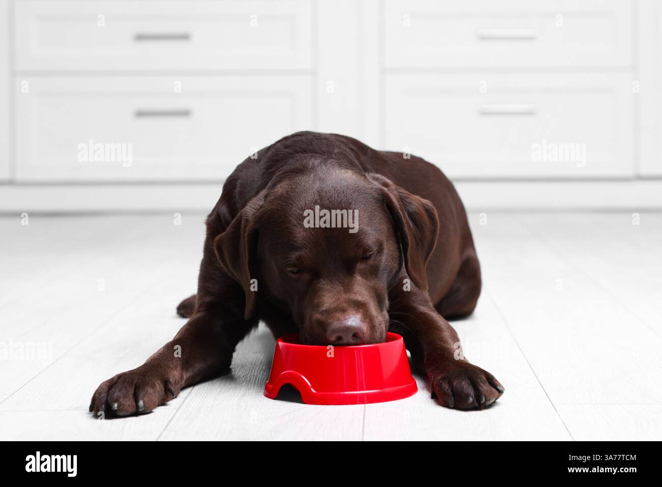 Cute dog eating dry pet food from feeding bowl on floor indoors Stock ...
