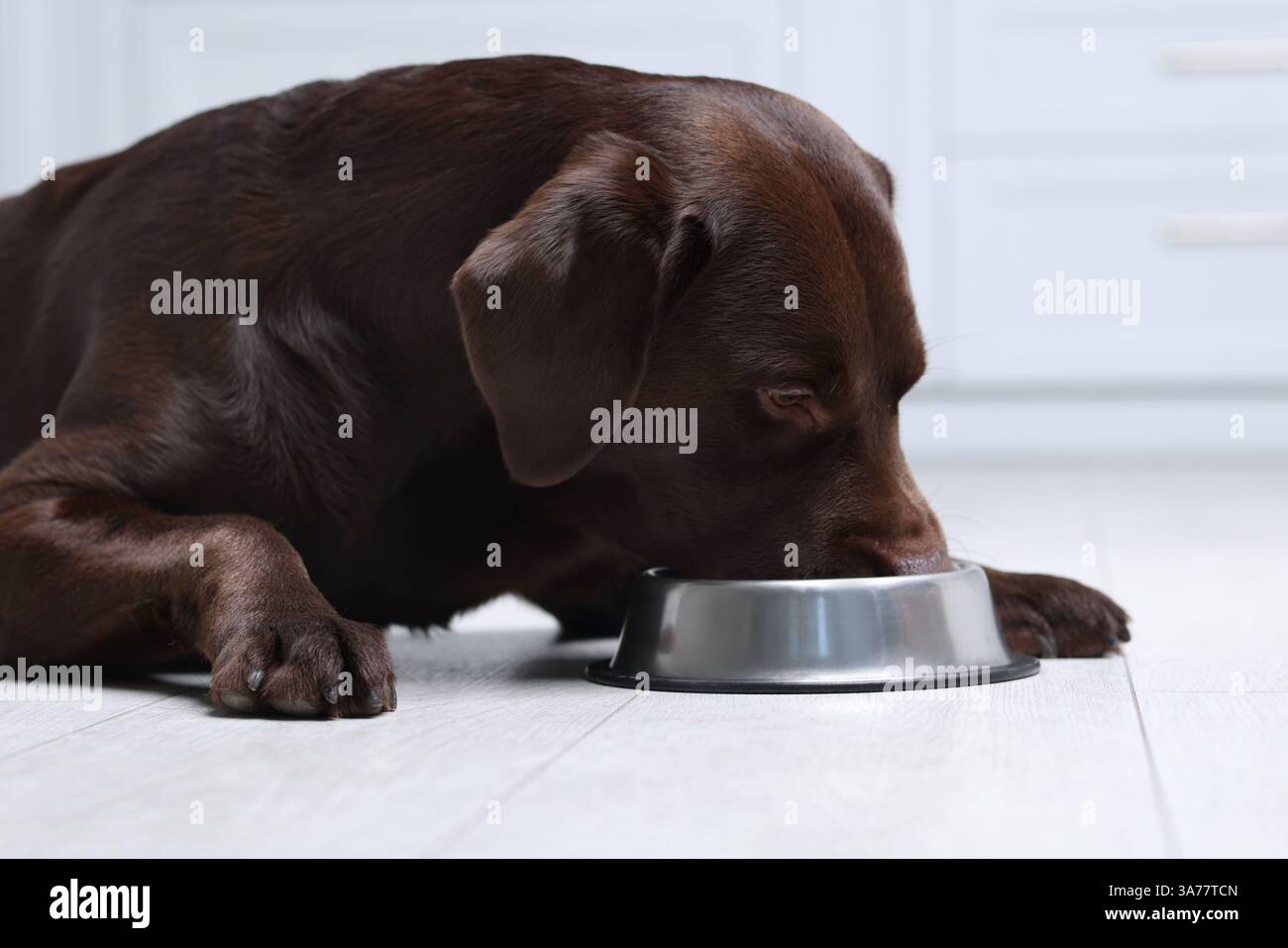 Cute dog eating dry pet food from feeding bowl on floor indoors Stock ...