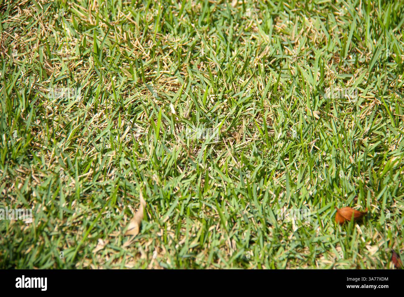 green lawn on a street in Rio de Janeiro, Brazil Stock Photo - Alamy