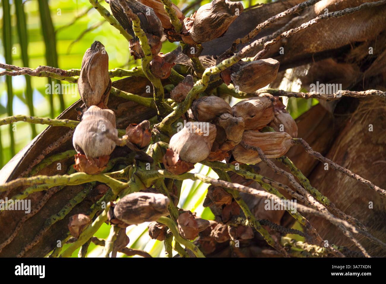 coconut tree with fruits outdoors in Rio de Janeiro, Brazil Stock Photo ...