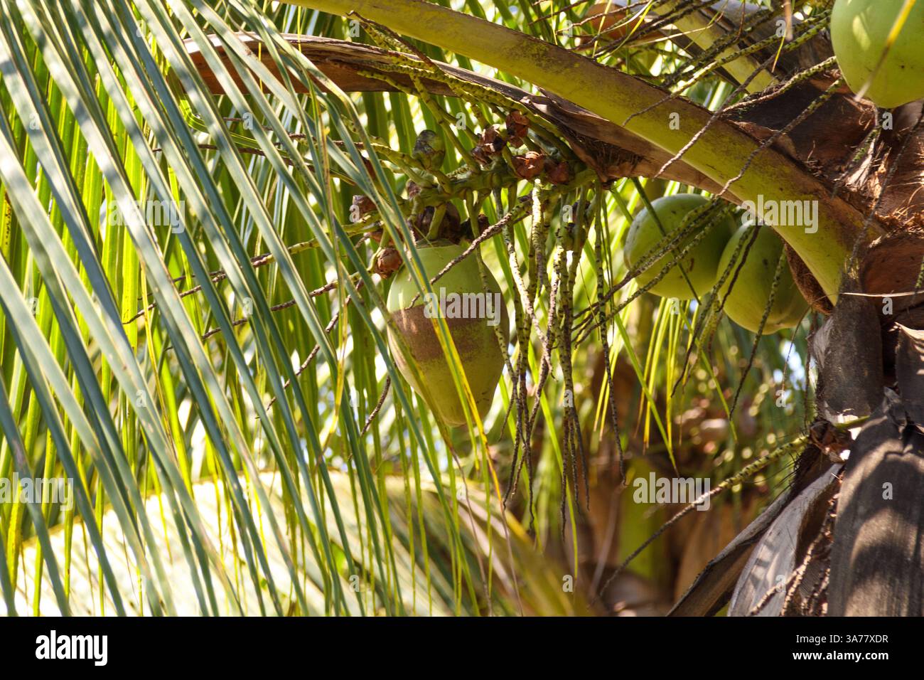 coconut tree with fruits outdoors in Rio de Janeiro, Brazil Stock Photo ...