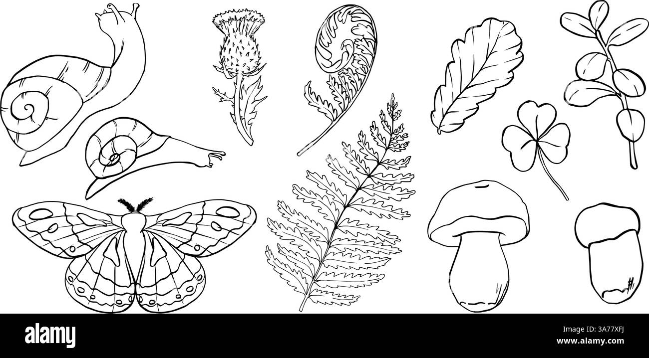 Vector Sketch of forest plants set. Moth, snail, mushrooms and grass ...