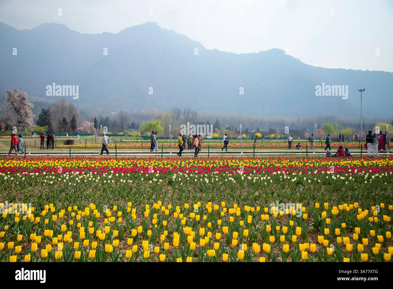 March 27, 2025, Srinagar, Jammu And Kashmir, India: Indian tourist walk ...