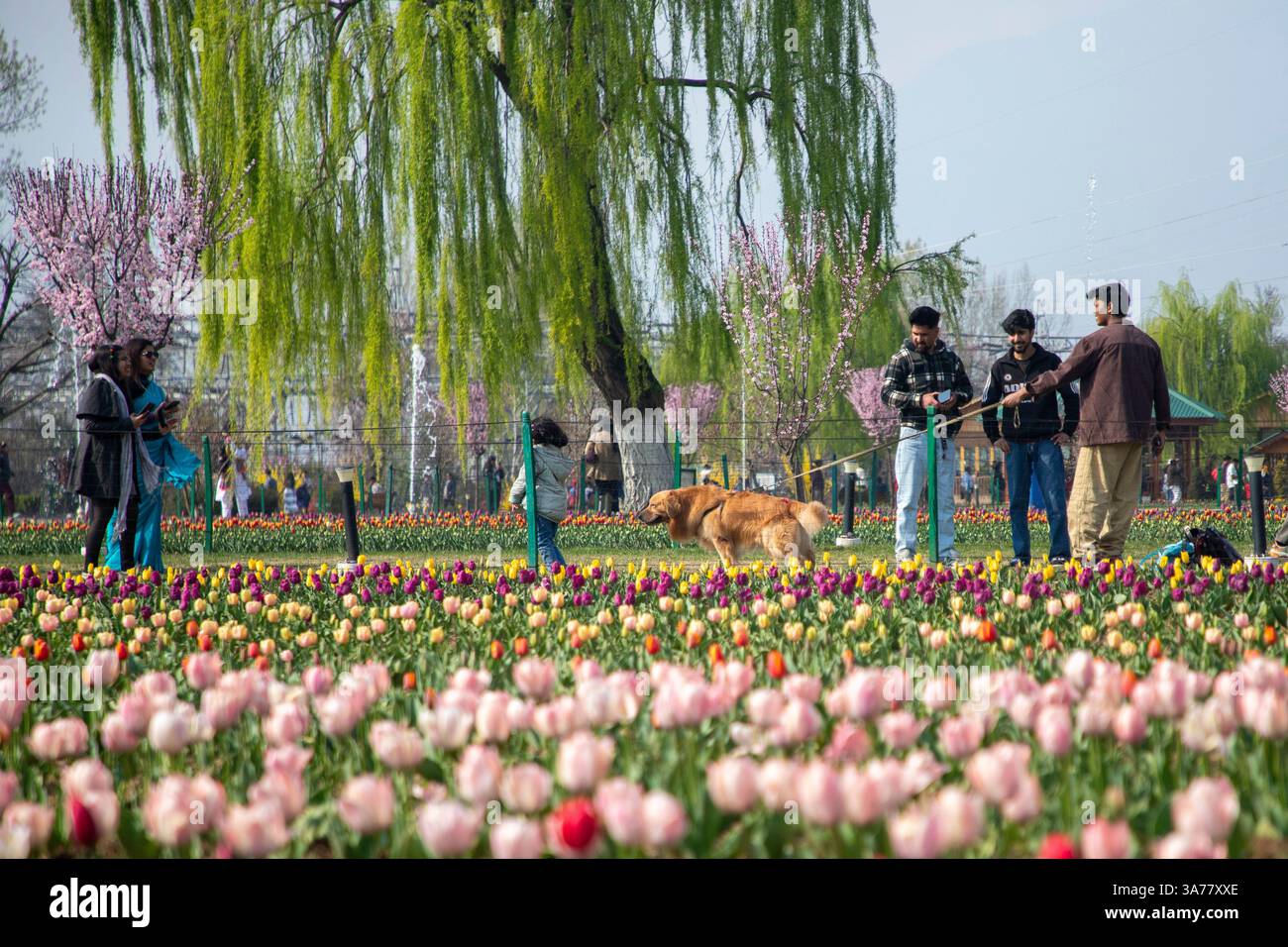 March 27, 2025, Srinagar, Jammu And Kashmir, India: Indian tourists ...