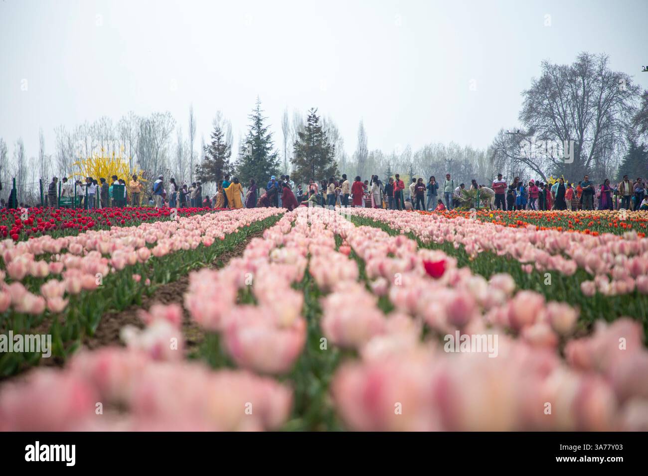 March 27, 2025, Srinagar, Jammu And Kashmir, India: Indian tourists are ...