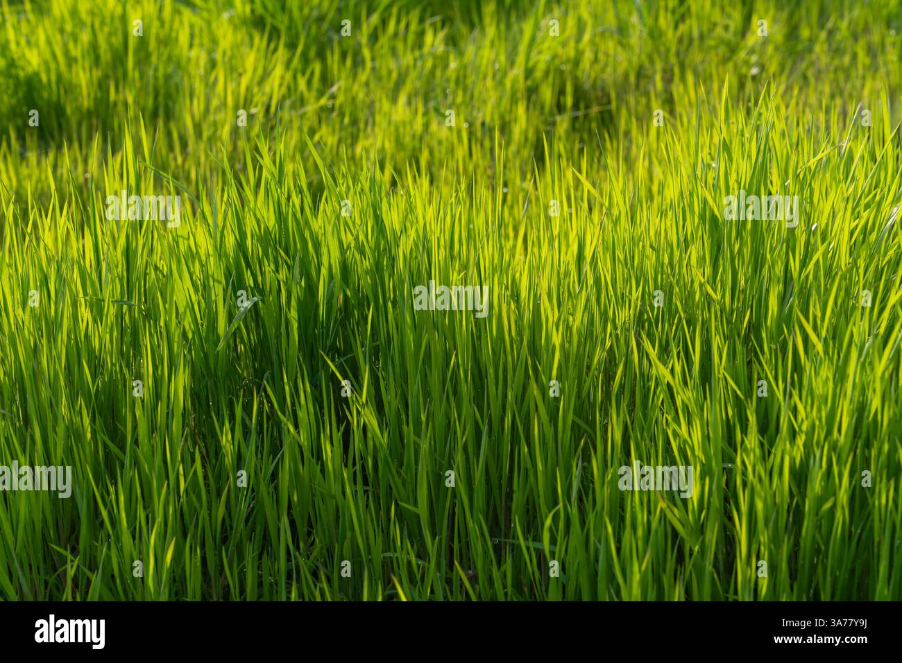Bright green grass shimmers in sunshine, creating feeling of freshness ...
