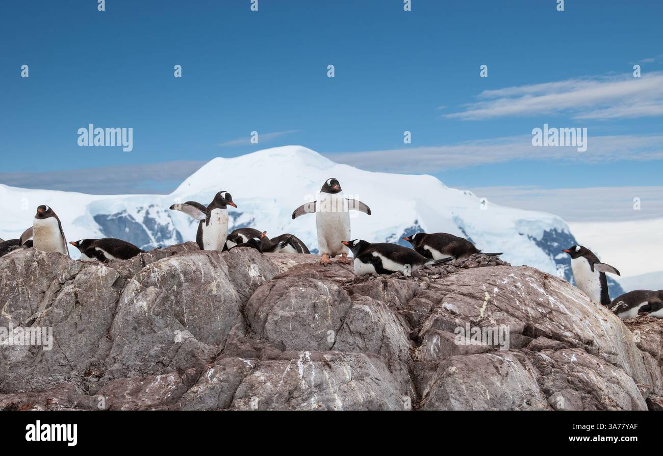 Antarctica brown bluff island hi-res stock photography and images - Alamy