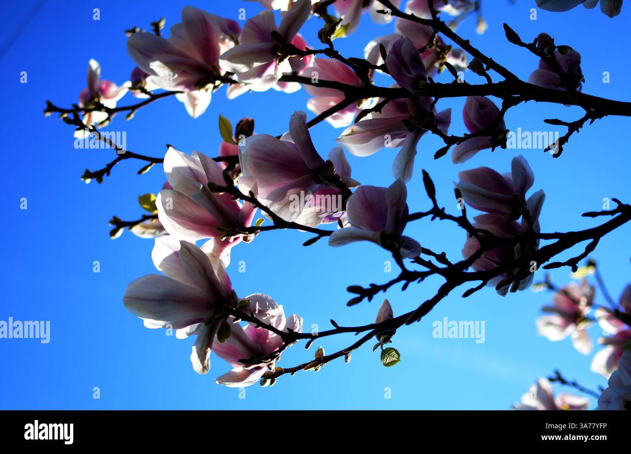 Flowers in March Stock Photo - Alamy