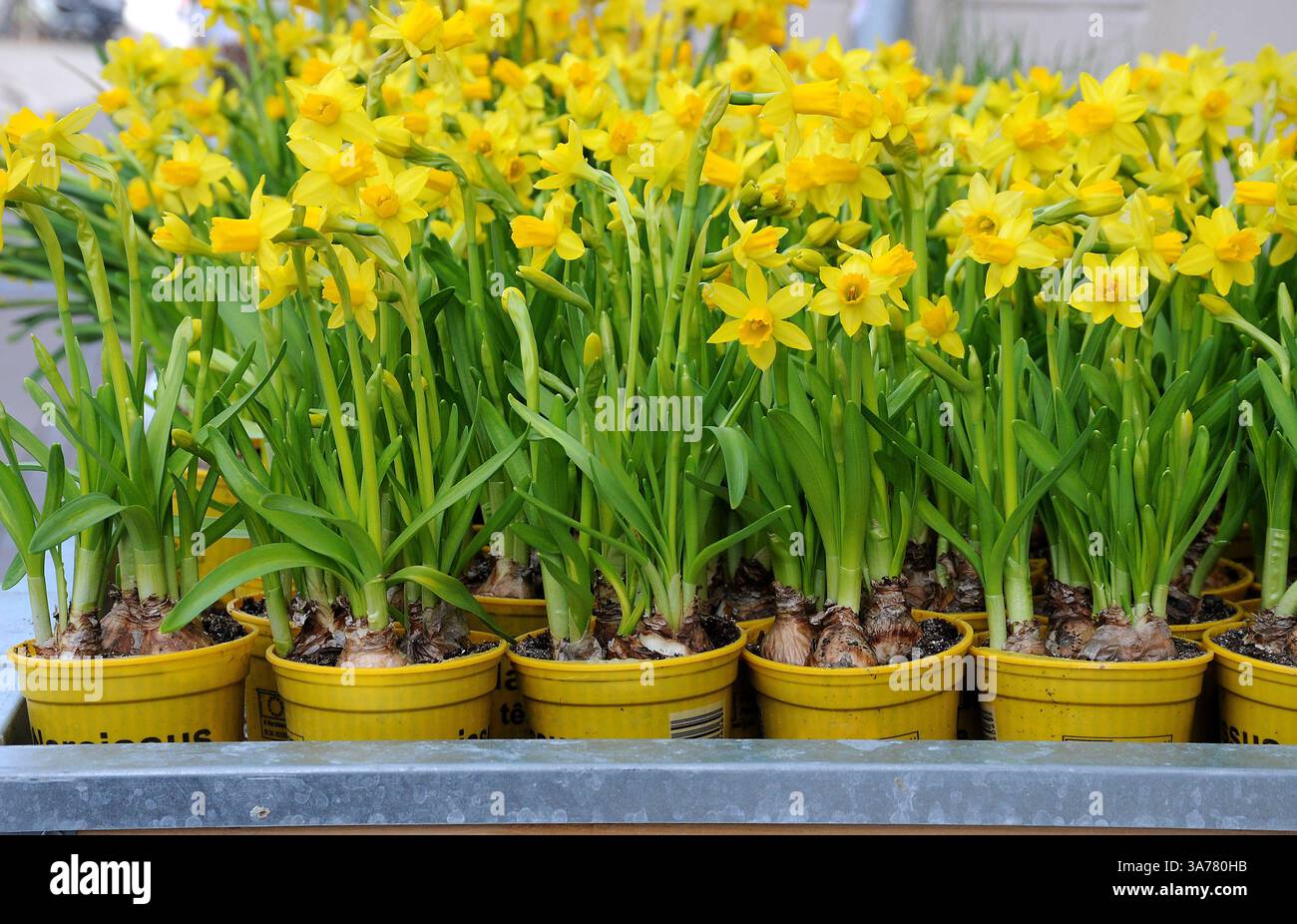 Copenhagen/ DenmarK/26 march 2025/easter lilies and pring wether in ...