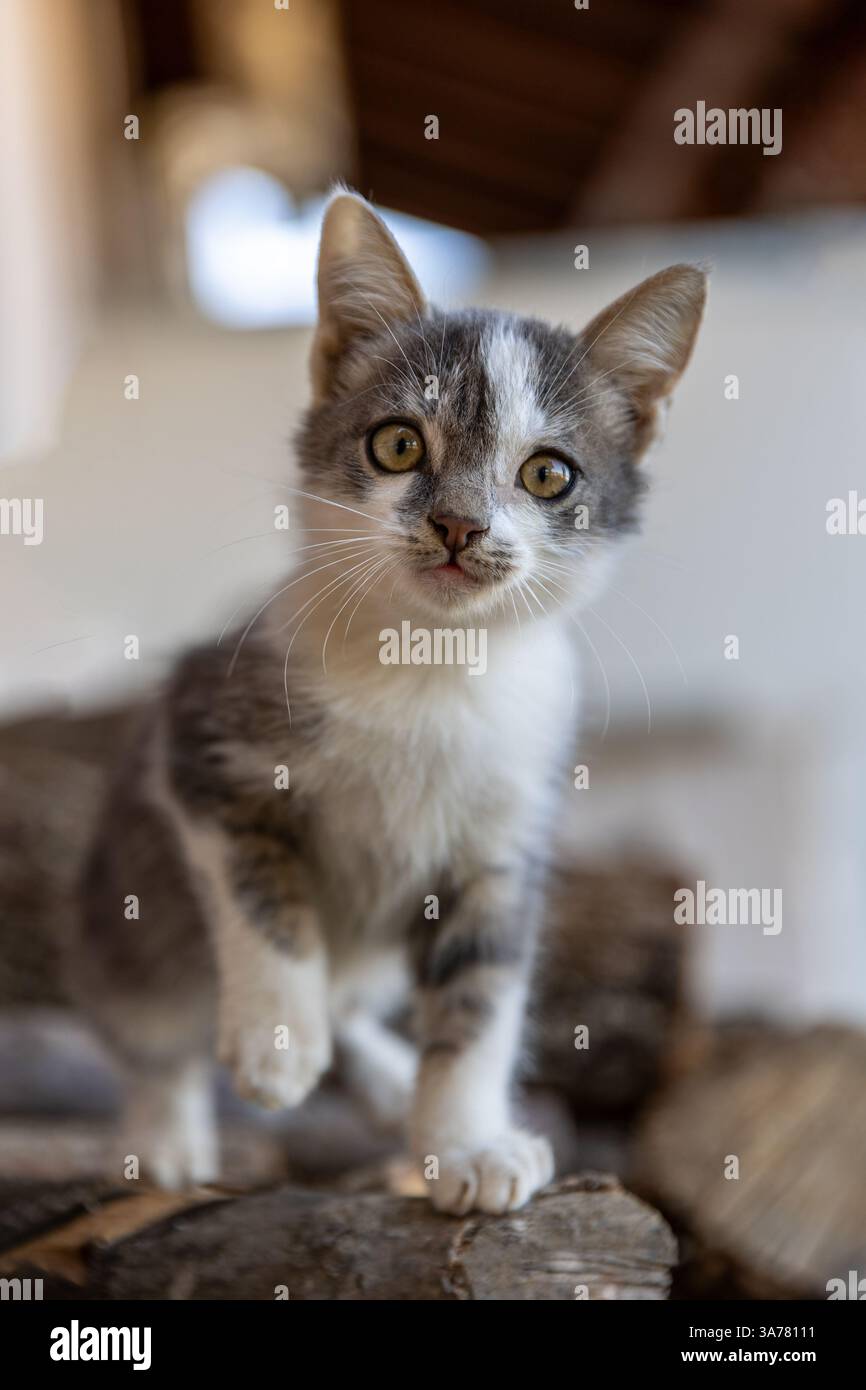 Close up portrait of cute little kitten posing to the camera, clear ...