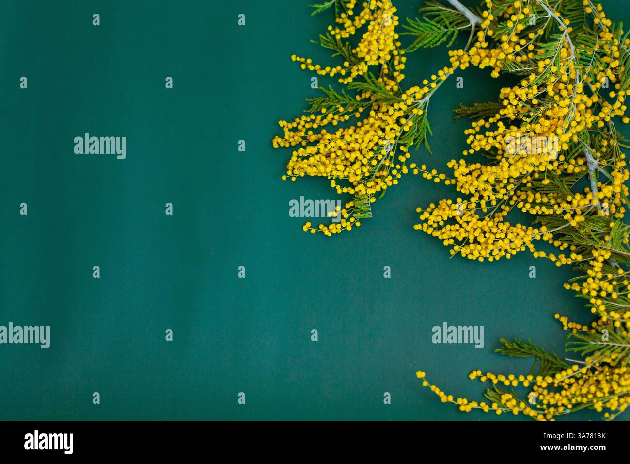 Mimosa flowers bouquet on a green background. High quality photo Stock ...