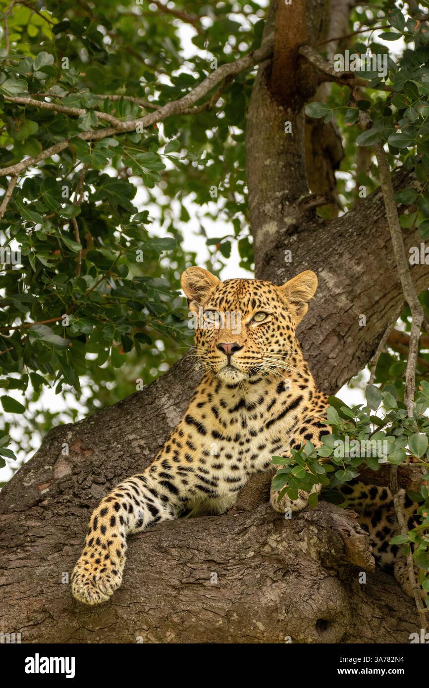 A female leopard, Panthera pardus, lying in the branch of a tree Stock ...