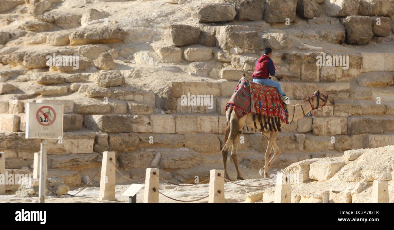 Animals/Camels in the desert near the pyramids Stock Photo - Alamy