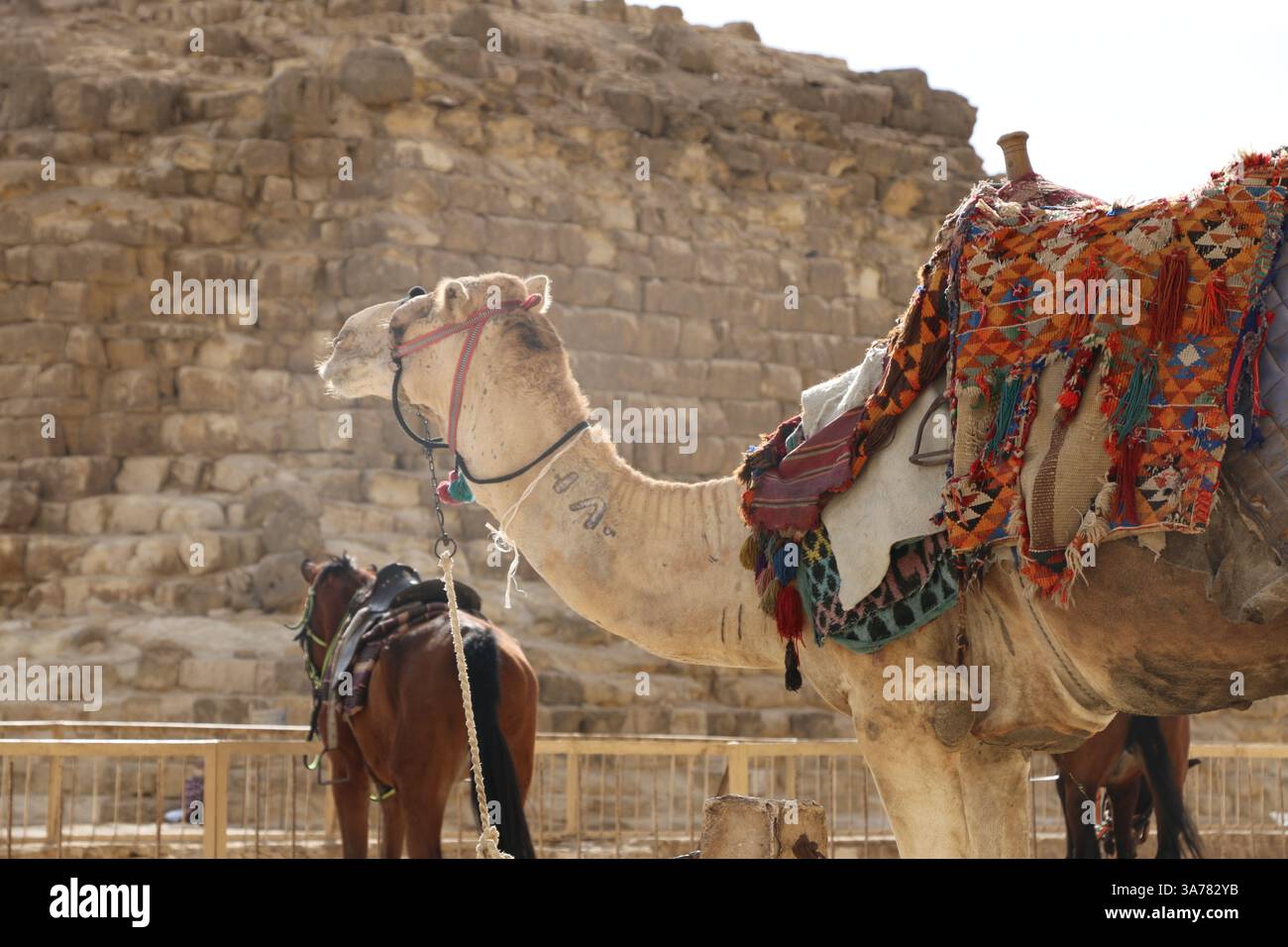 Animals/Camels in the desert near the pyramids Stock Photo - Alamy