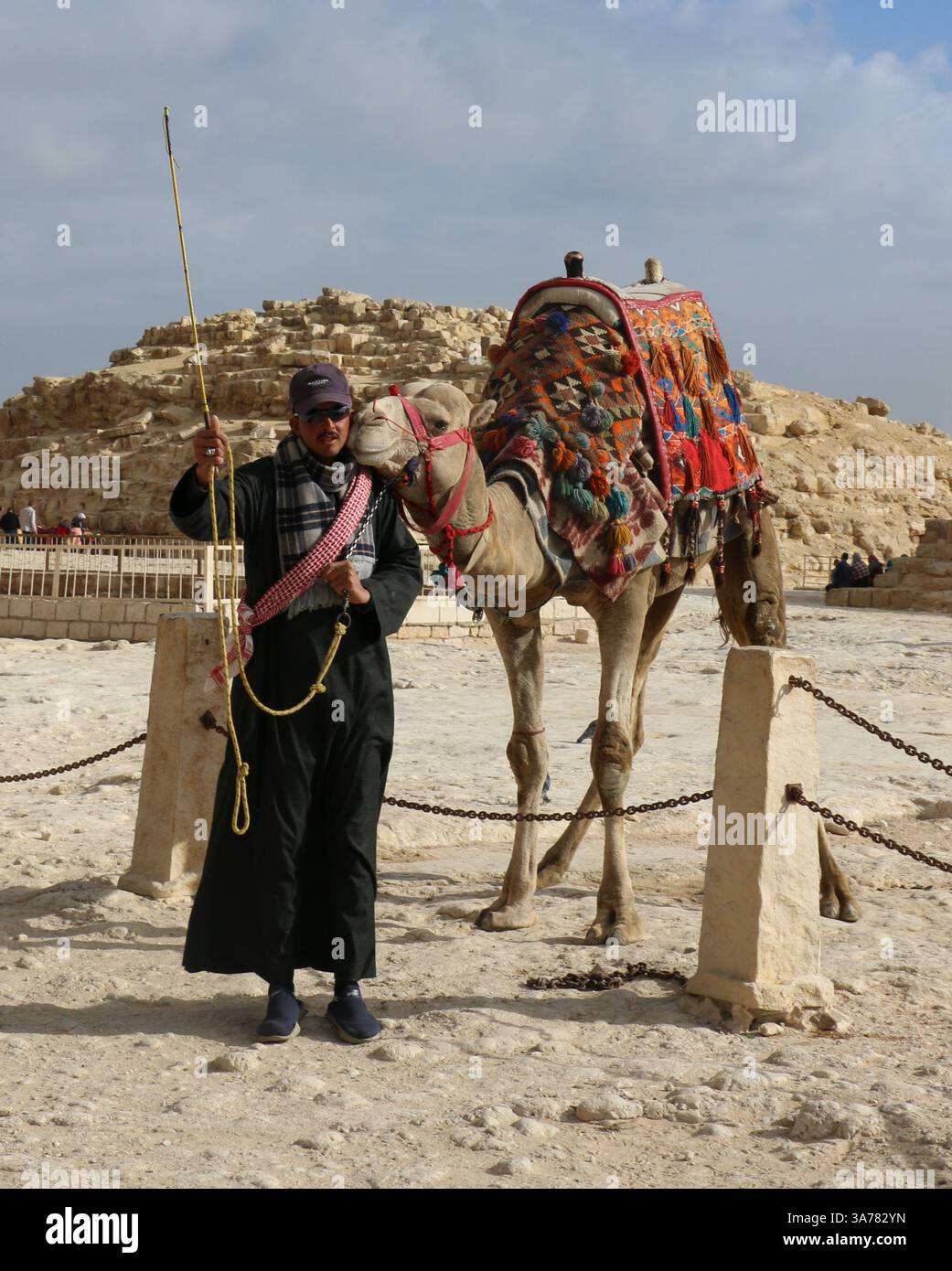 Animals/Camels in the desert near the pyramids Stock Photo - Alamy