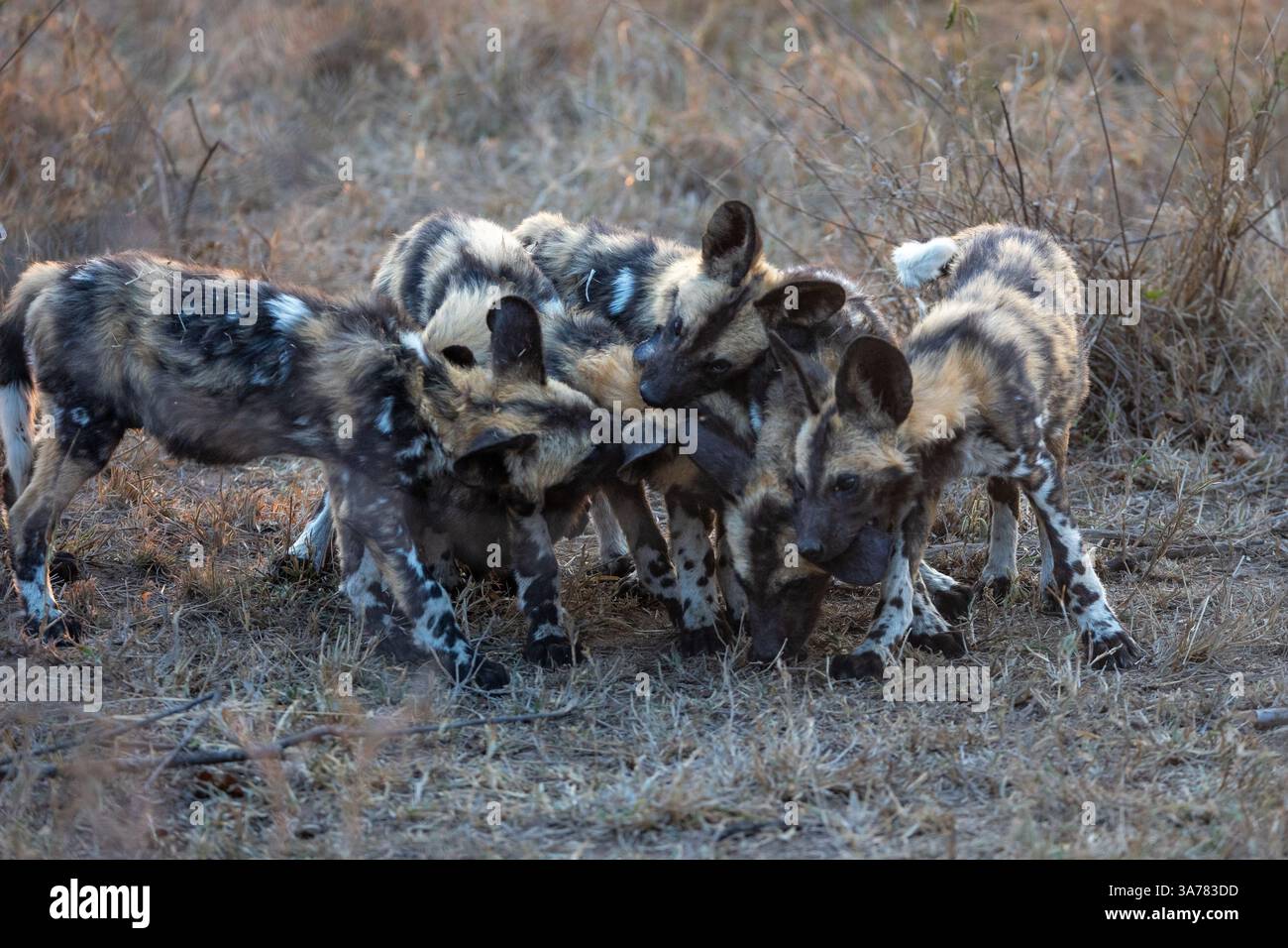 Animals playfighting hi-res stock photography and images - Alamy