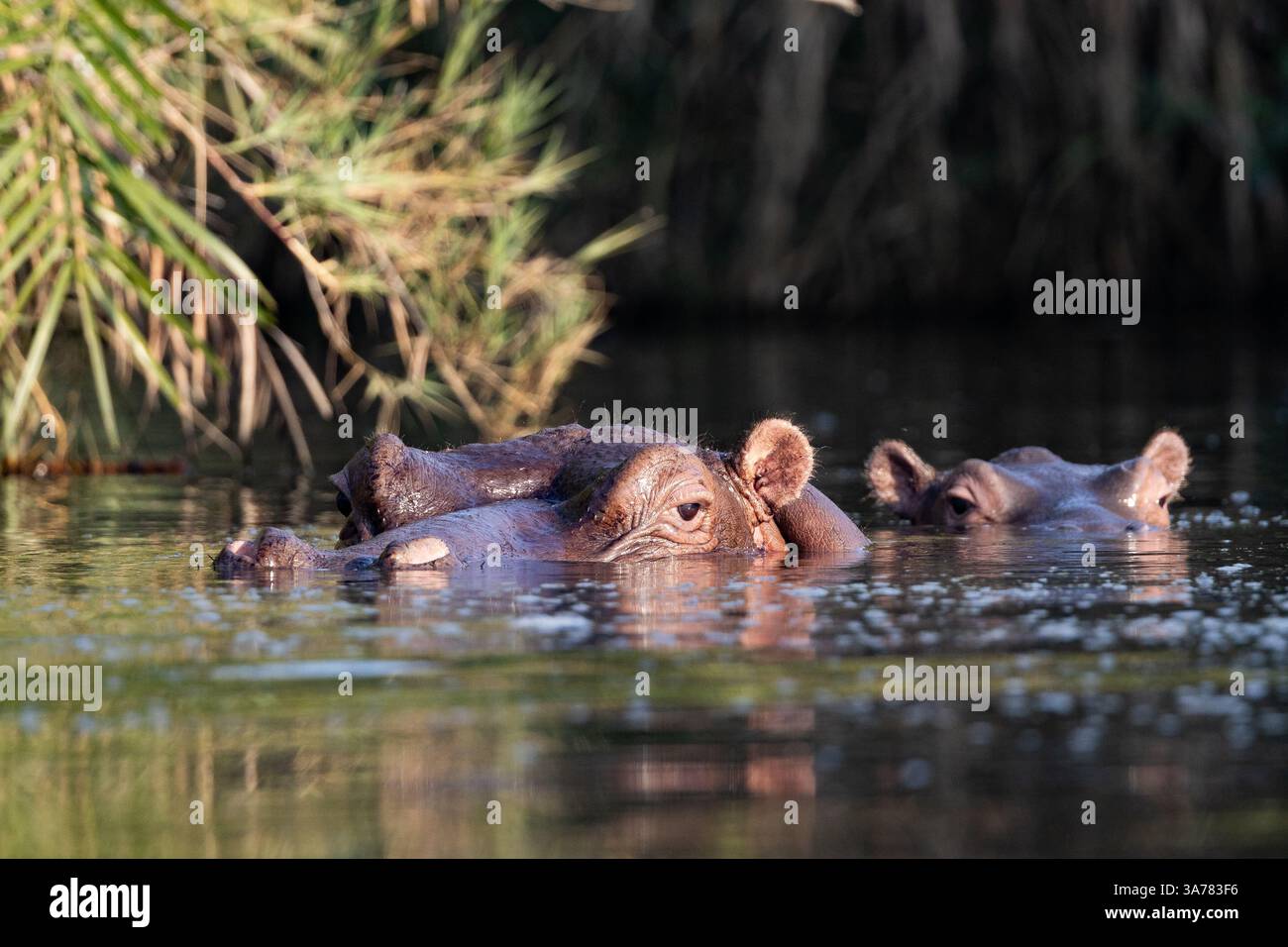Hippo peaking above water, Hippopotamus amphibius Stock Photo - Alamy