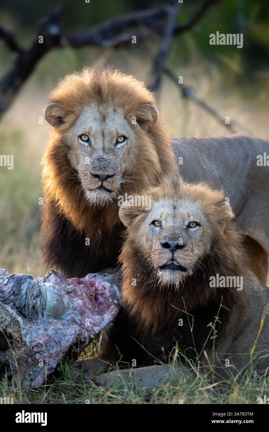Male lions with giraffe kill, Panthera leo, direct gaze Stock Photo - Alamy