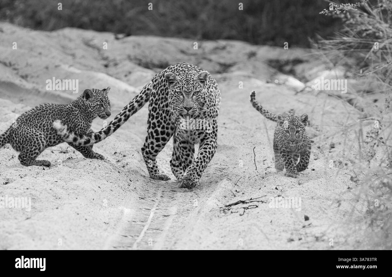 A female leopard with cubs, Panthera pardus, in black and white Stock ...